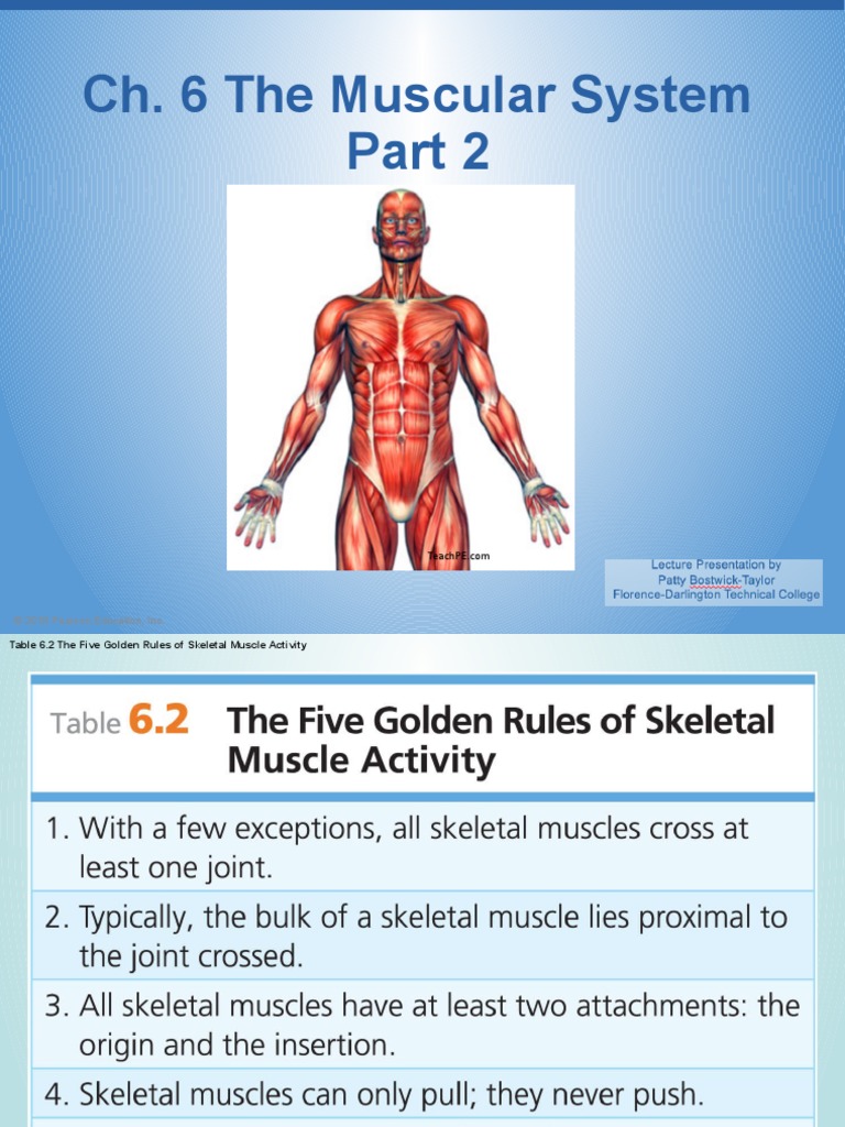 Ch. 6 Muscular System 2019-Part 2 | PDF | Human Leg | Foot