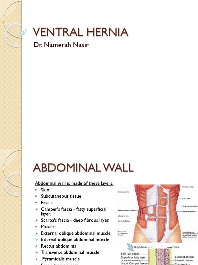 Ventral Hernia | PDF | Abdomen | Diseases And Disorders