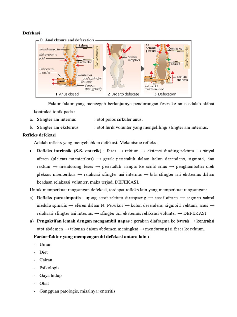 312746658-No.1 Anatomi-Histologi-Fisiologi-Lower-Gastrointestinal-dan ...