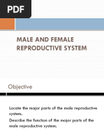 Laboratory-3 Reproductive System of Ruminants | PDF | Uterus | Penis