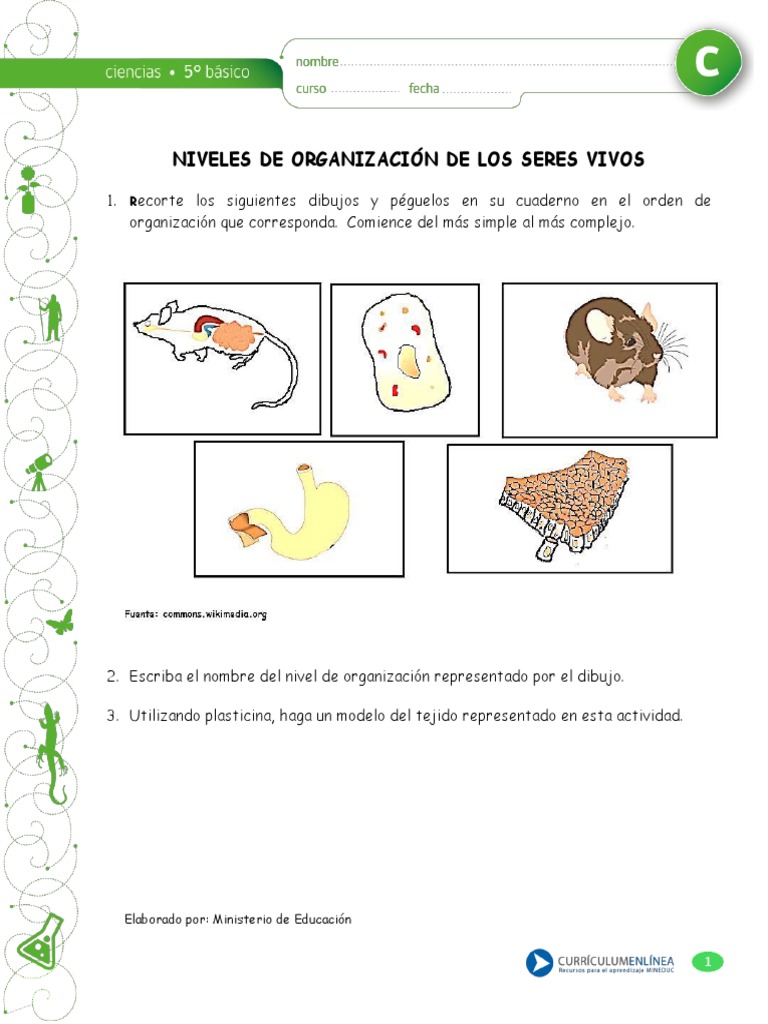 Organizacion de Los Seres Vivos | PDF