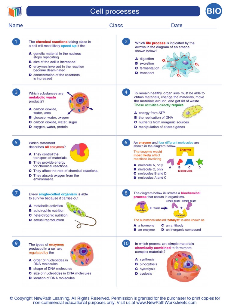 Worksheet Biology High School Cell Processes 3 0 | PDF