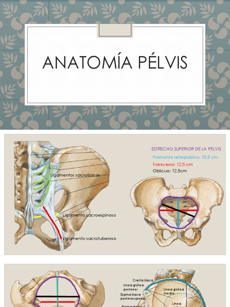 Anatomía Pélvis | PDF | Pelvis | Tejido suave