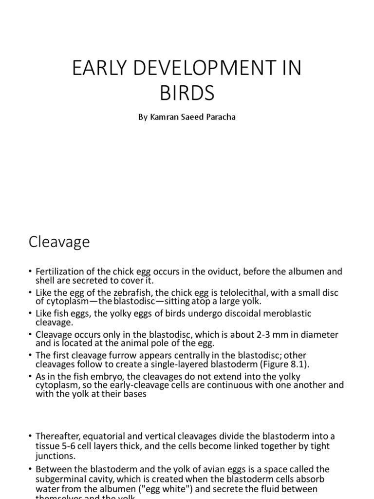 Early Development in Birds | PDF | Nervous System | Biology
