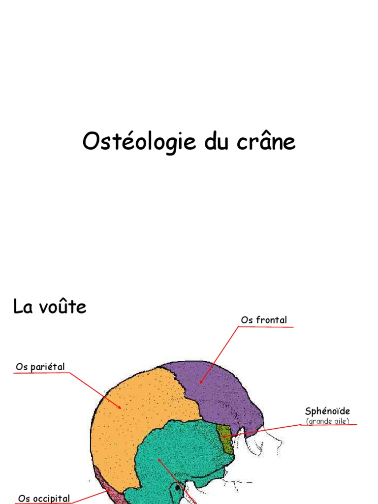 Anatomie du crâne : incisure et sutures | PDF | Appareil locomoteur ...