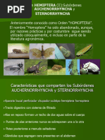 Evolución de Insectos: Cronología y Origen | PDF | Insectos | Escala de ...