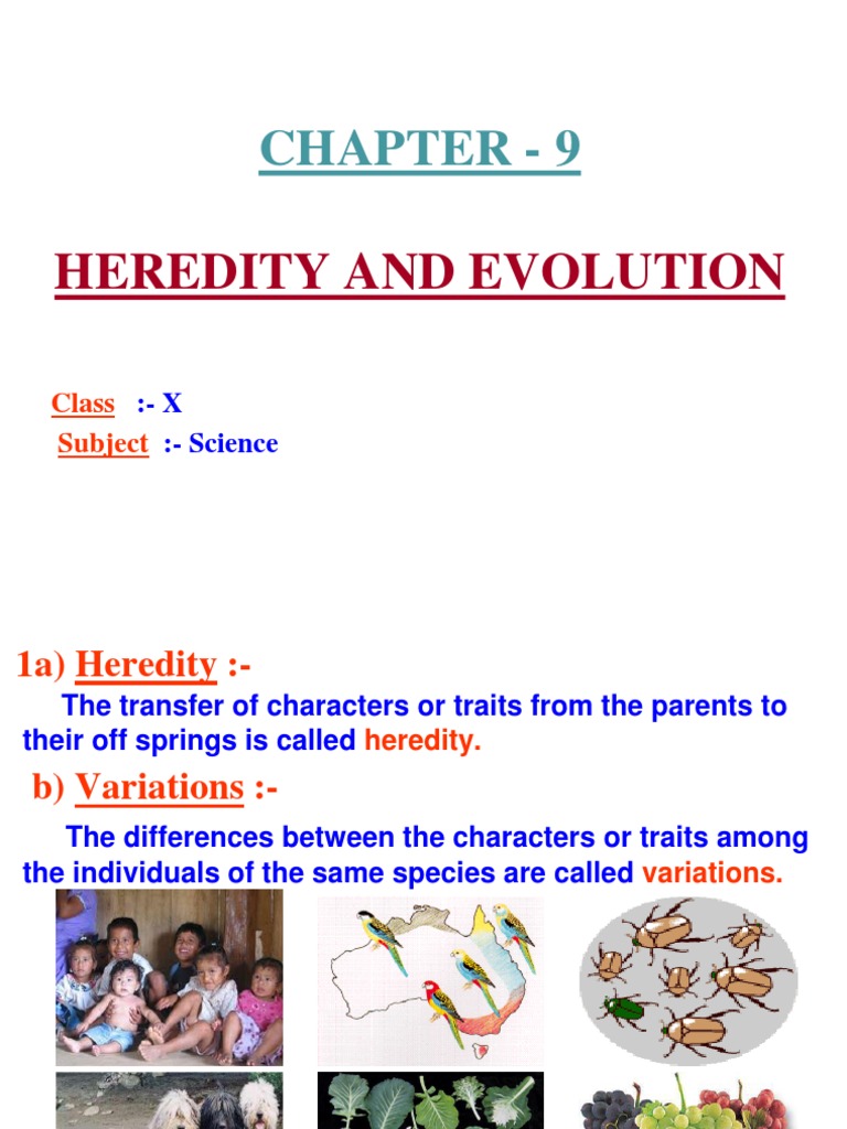 Heredity Class 10 | PDF | Heredity | Genetic Diversity