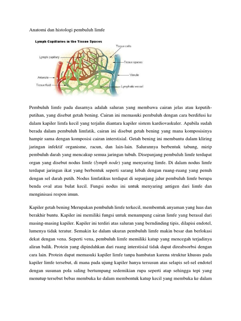 Anatomi Dan Histologi Pembuluh Limfe | PDF