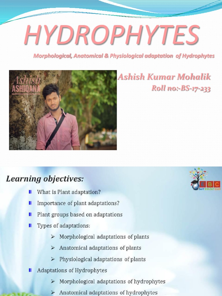 Ecological Adaptations of Hydrophytes PPT by Easybiologyclass | PDF