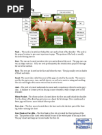PiG Anatomy | PDF