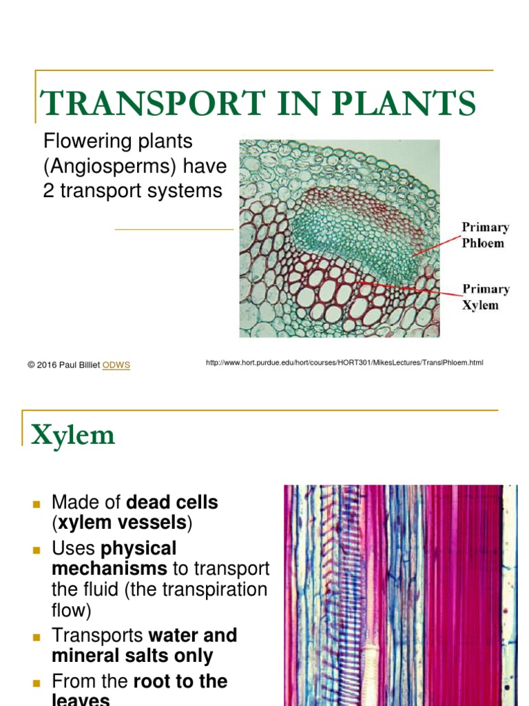 Transport in Plants | PDF | Root | Stoma