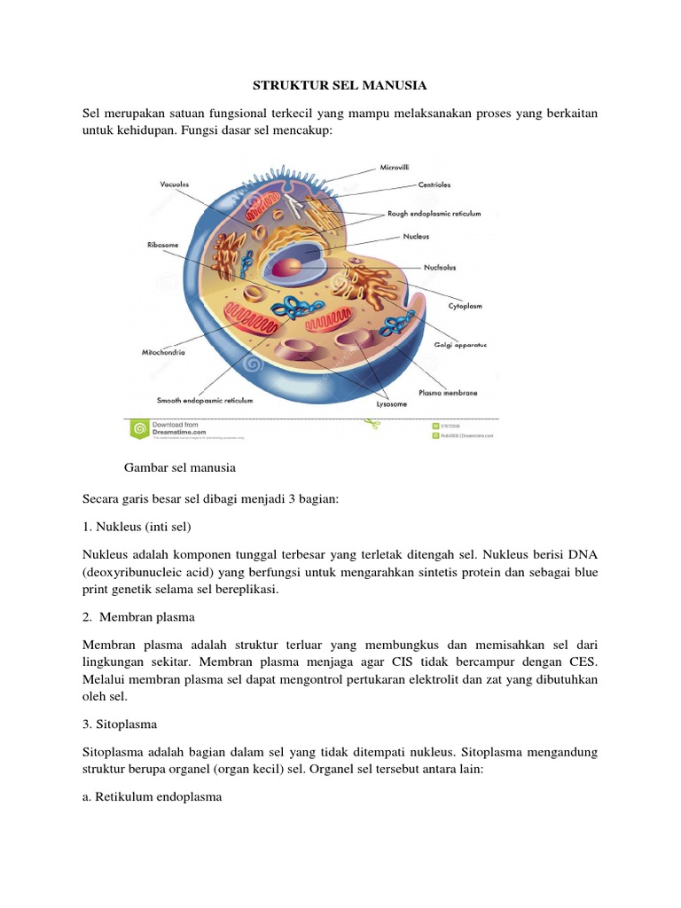 Struktur Sel Manusia | PDF | Sains & Matematika