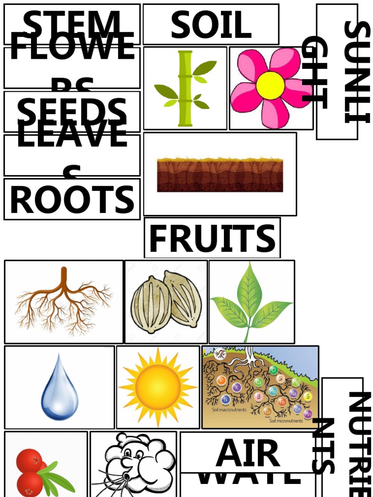 Parts of A Plant Flashcards | PDF