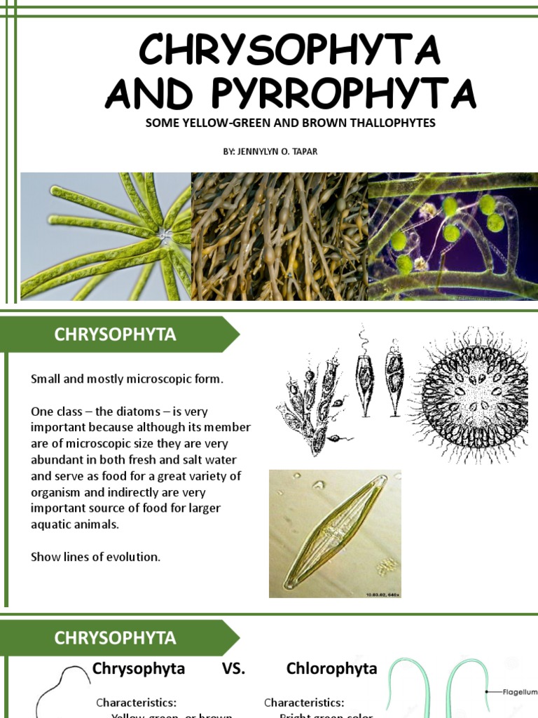 Chrysophyta and Pyrrophyta | PDF | Algae | Eukaryotes