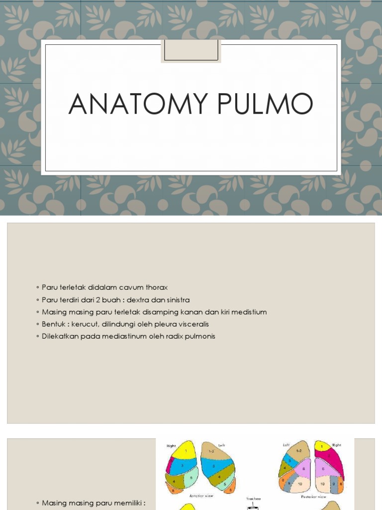 Anatomy Pulmo Presentation 1 | PDF
