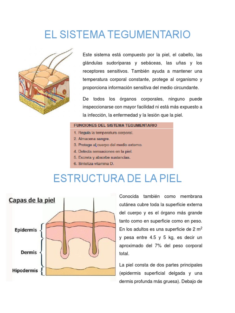 órganos Del Sistema Tegumentario