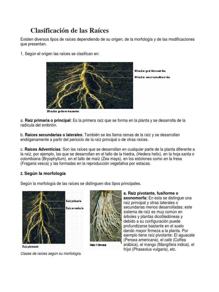 Clasificación de Raíces en Plantas | PDF | Raíz | Tallo de la planta