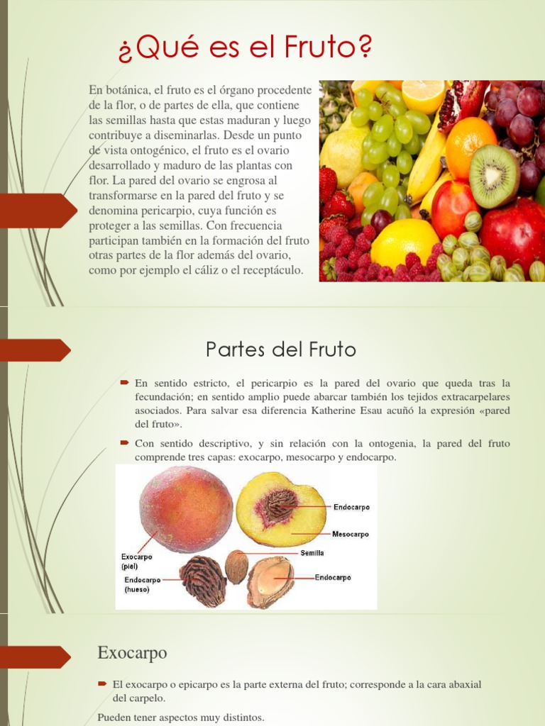 Partes del Fruto y su Función | PDF | Reproducción de plantas | Fruta