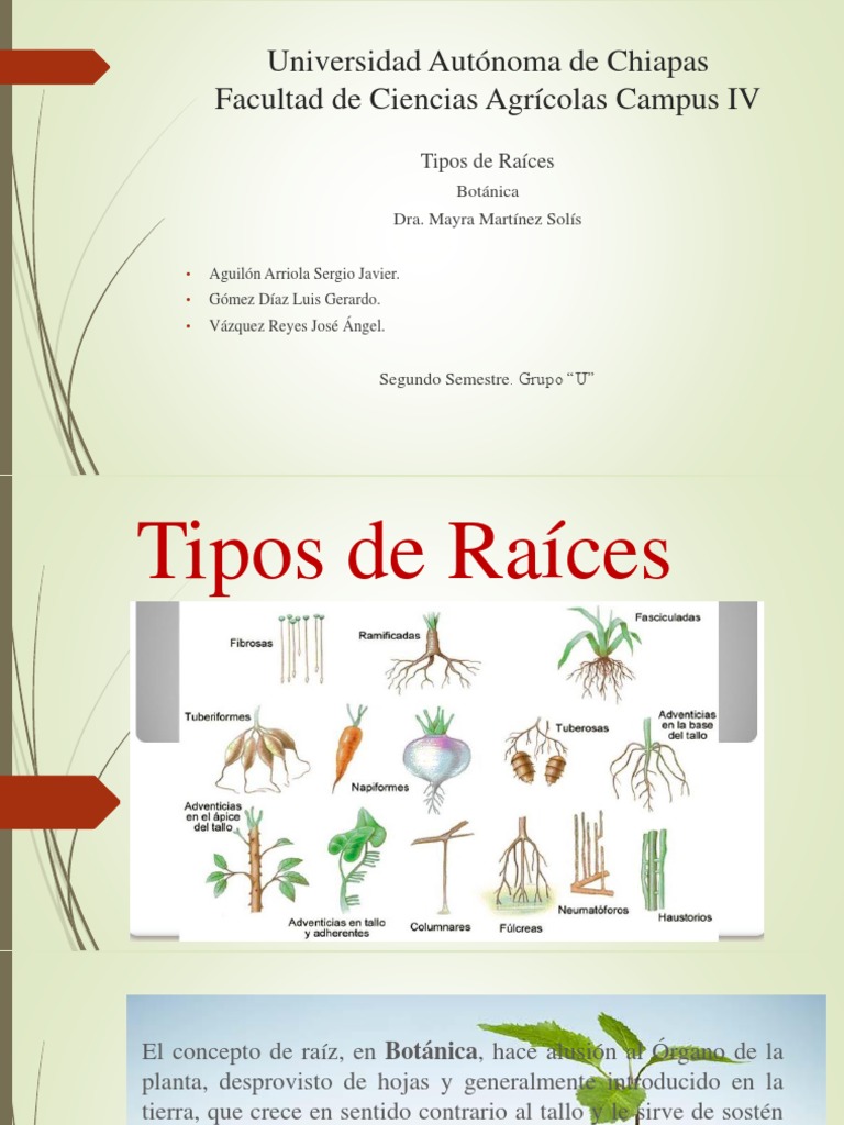 Tipos de Raíces - Botanica | PDF | Raíz | Ramas de la botánica
