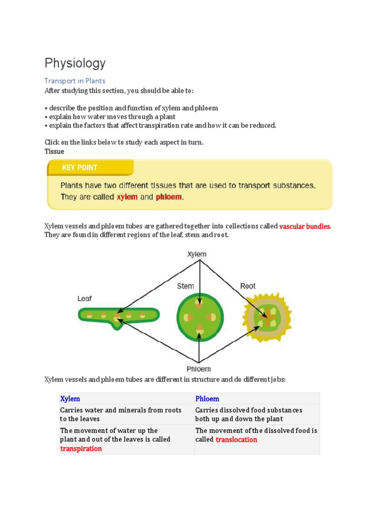 Xylem and Phloem in Plant Transport | PDF | Stoma | Leaf