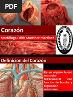 Netter Corazon | PDF | Ventrículo (corazón) | Corazón