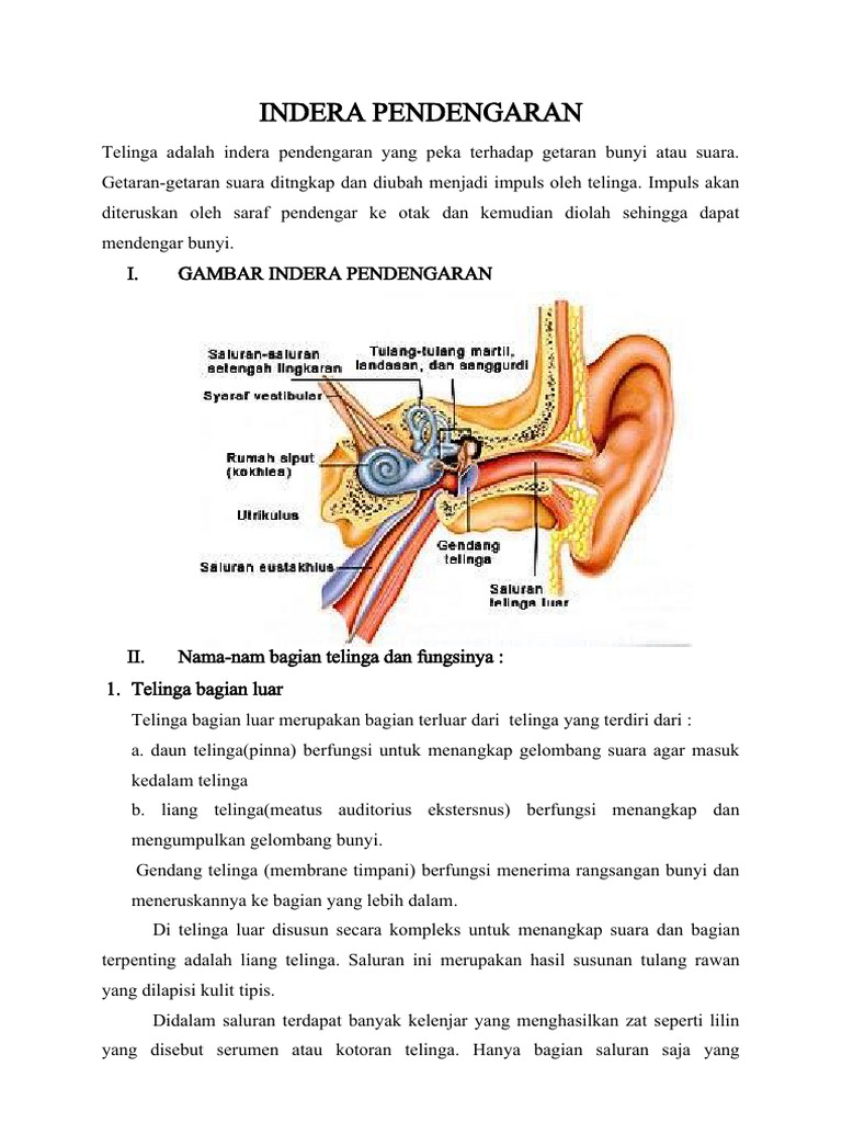Indera Pendengaran | PDF