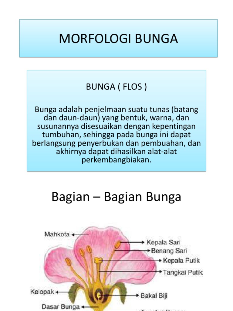 Morfologi dan Struktur Bunga | PDF | Sains & Matematika | Griya & Taman