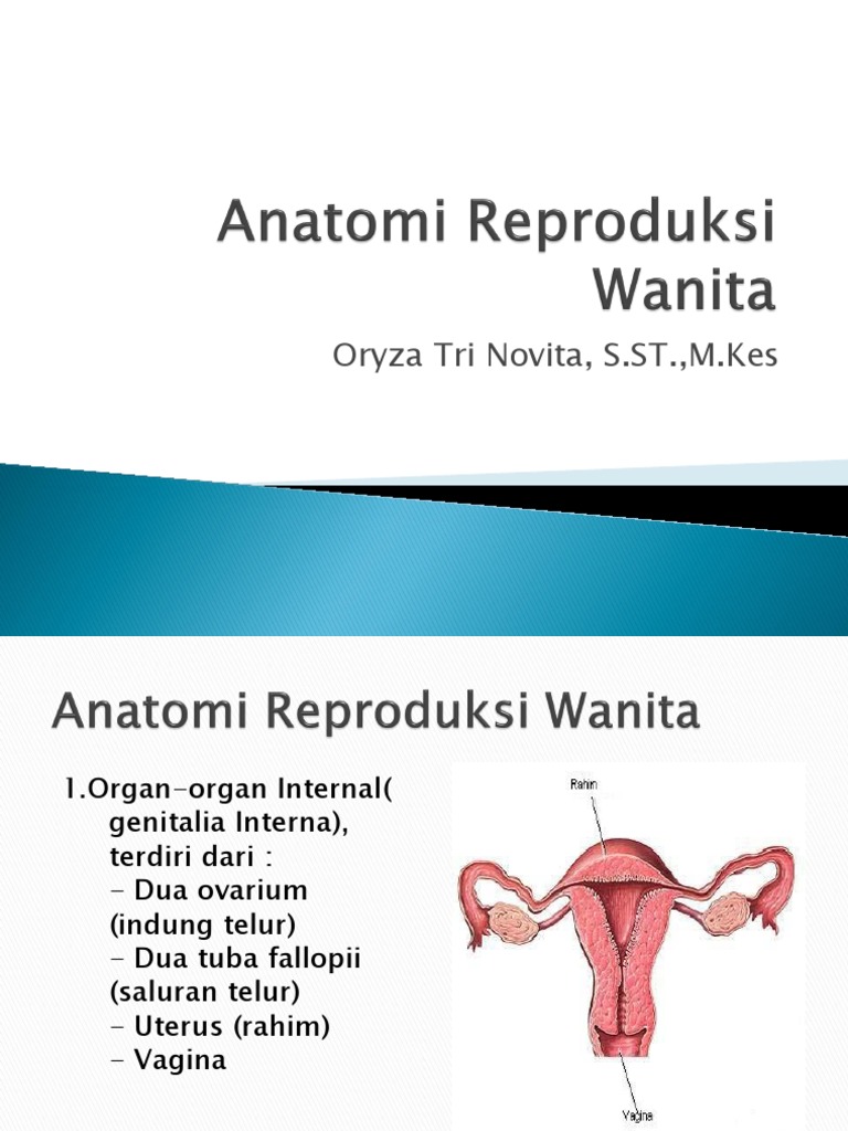 Struktur dan Fungsi Alat Reproduksi Wanita | PDF