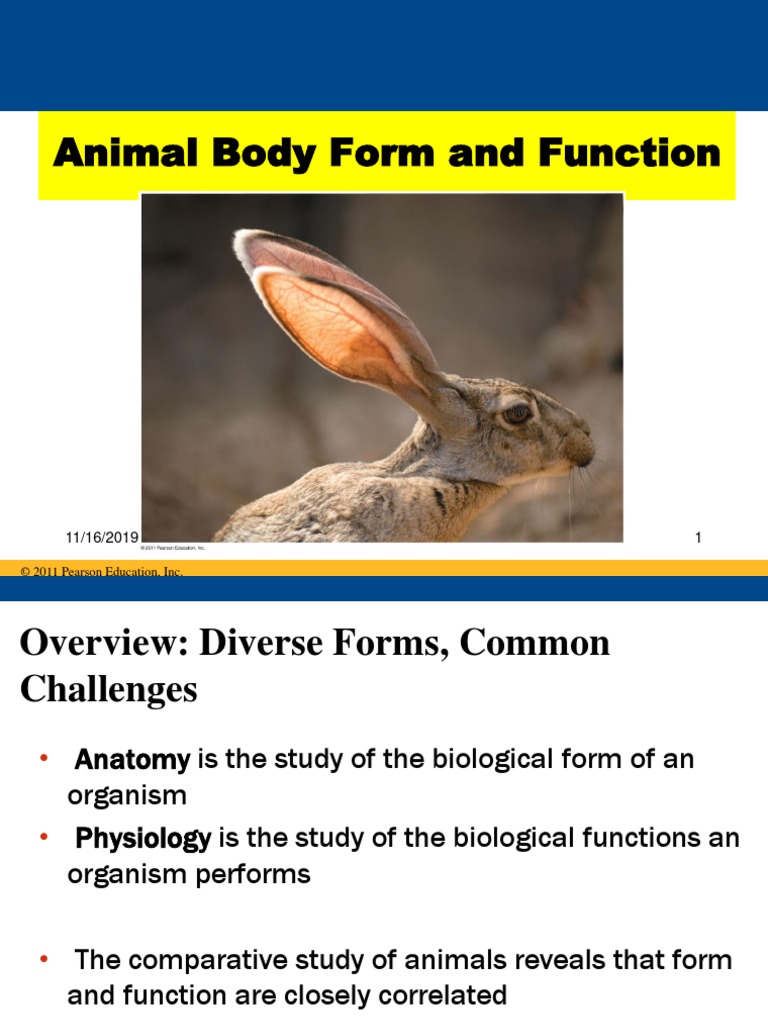 11b. For Students Animal Form and Function | PDF | Central Nervous ...