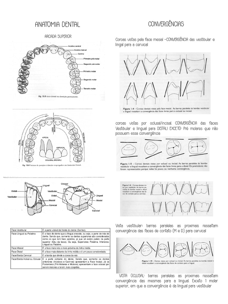 Características anatômicas e convergências da arcada dentária superior | PDF | Anatomia dental ...