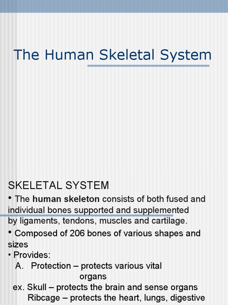 The Human Skeletal System | PDF