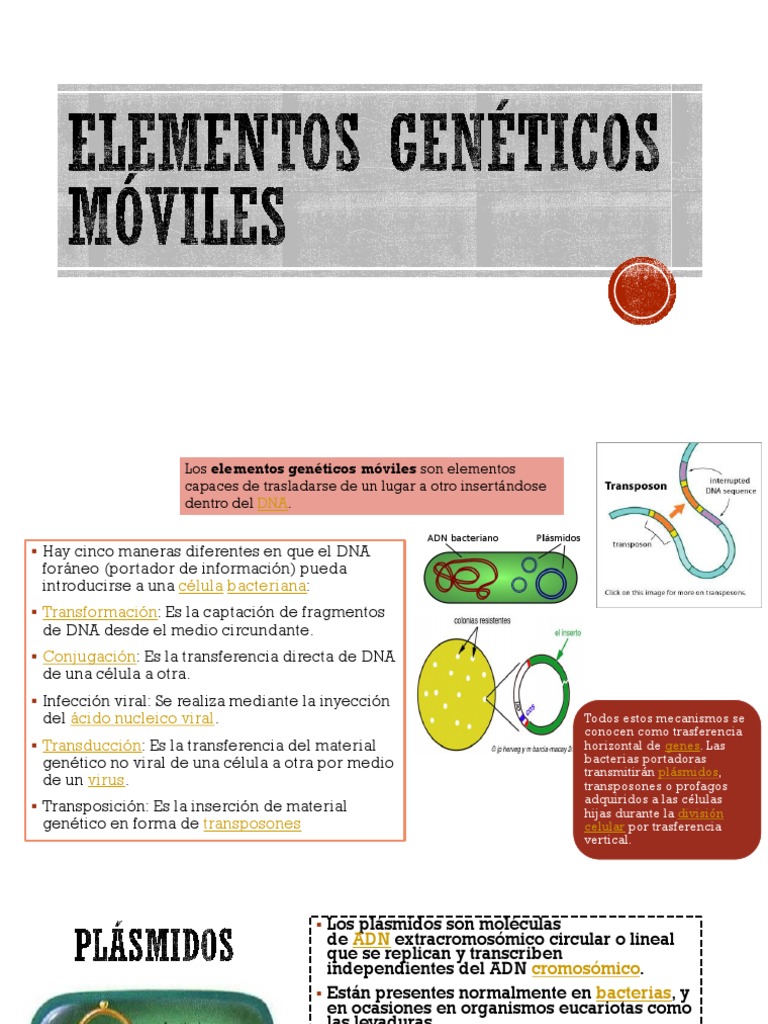 Elementos Genéticos Móviles | PDF | Plásmido | Elemento transponible