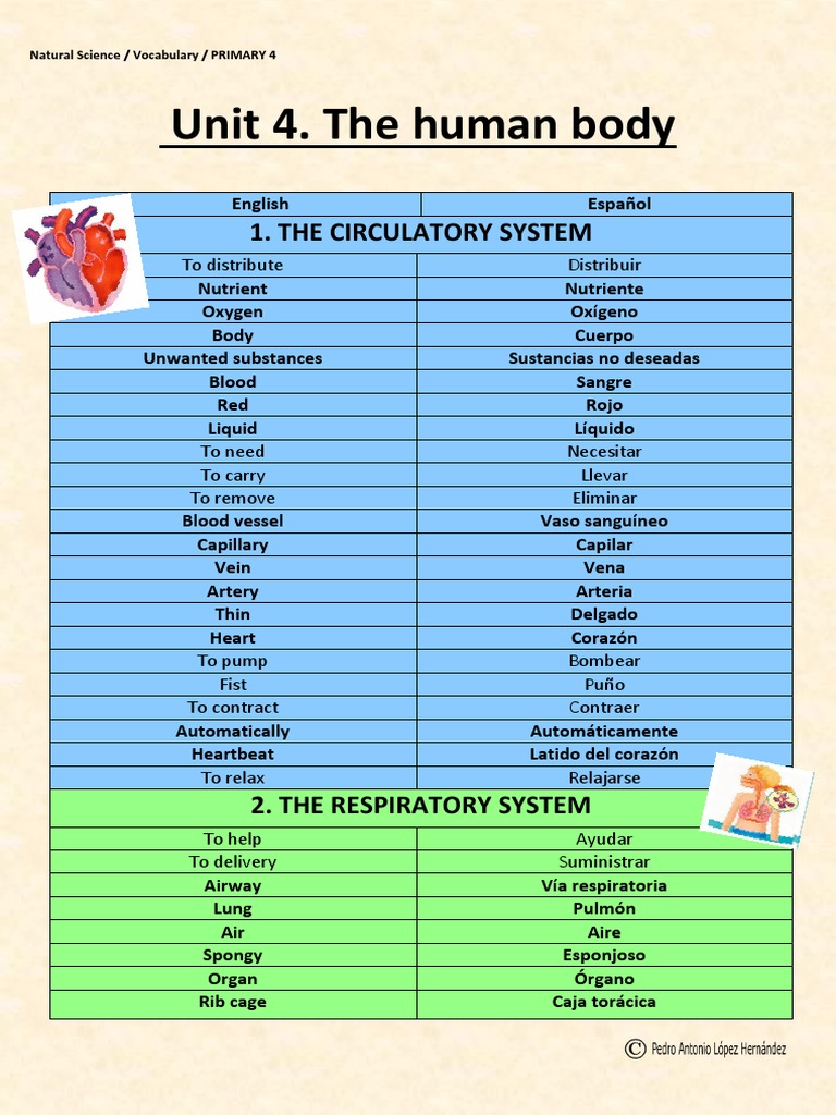 Vocabulary of The Human Body | PDF | Respiratory Tract | Respiratory System