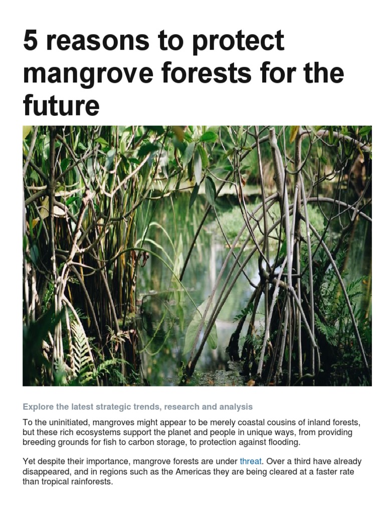 5 Reasons To Protect Mangrove Forests For The Future | PDF | Mangrove ...