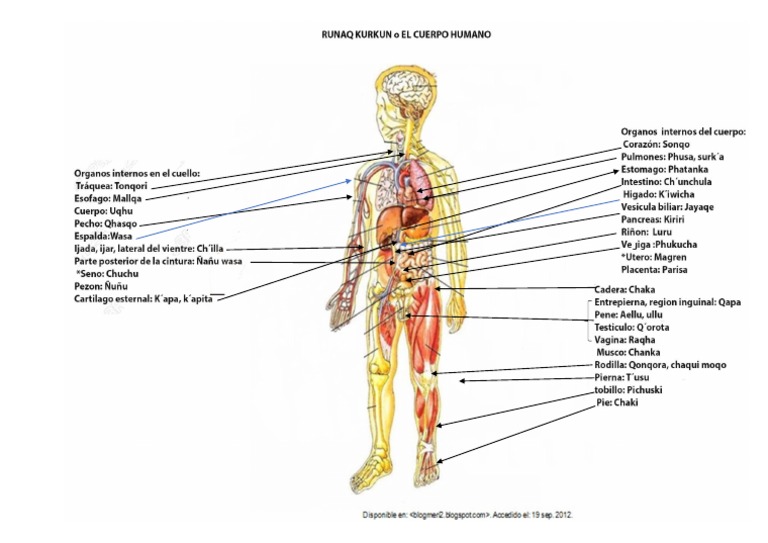 Cuerpo Human para Delmia Final | PDF