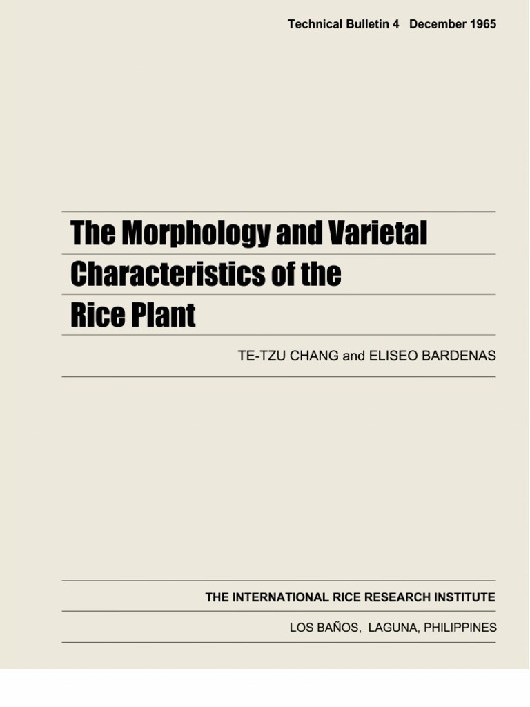 The Morphology and Varietal Characteristics of The Rice Plant (TB4) | PDF