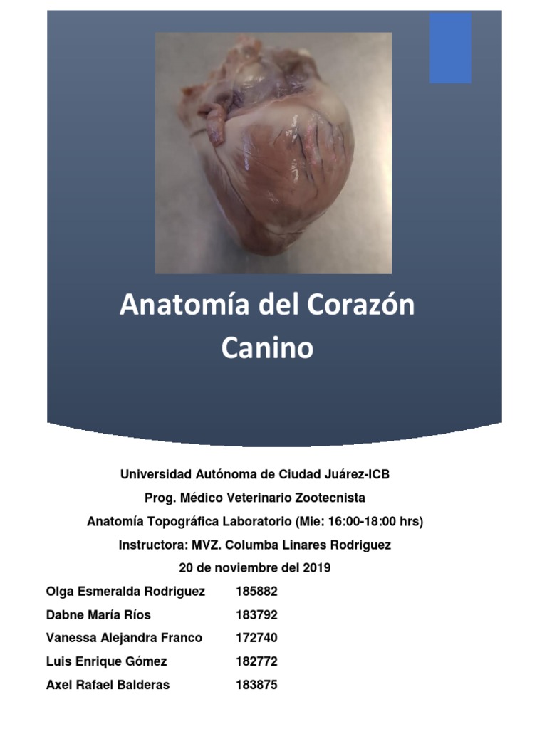 Corazón Introduccion Pdf Corazón Vena