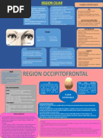 Anatomía de la Región Ciliar | PDF | Fluido cerebroespinal | Sistema ...