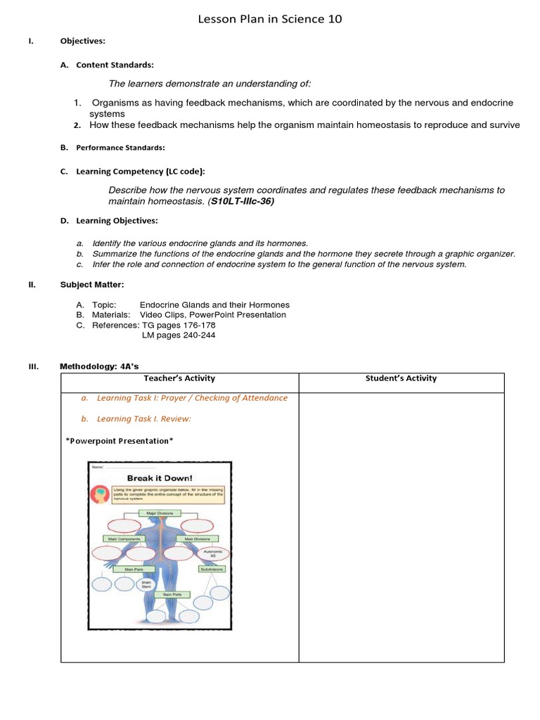 Lesson Plan on Endocrine System and Homeostasis | PDF | Endocrine ...