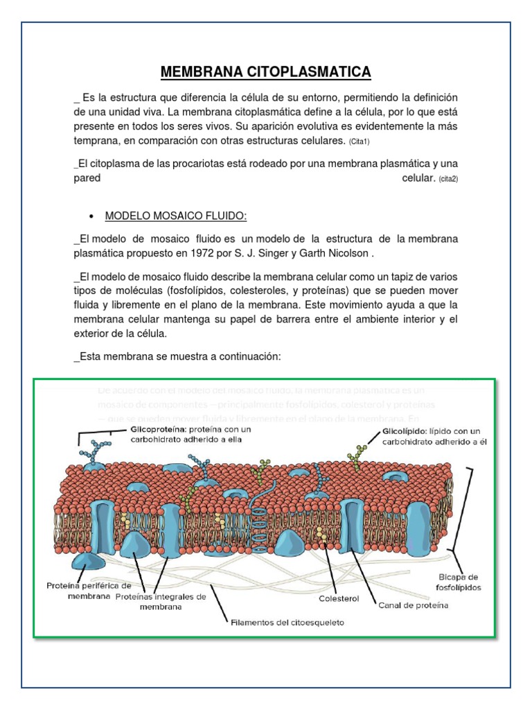 Membrana Citoplasmatica PDF | PDF | Membrana celular | Citoplasma