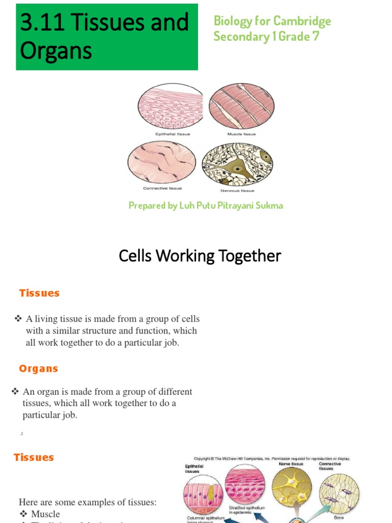 3.11 Tissues and Organs For Students PDF | PDF | Tissue (Biology ...