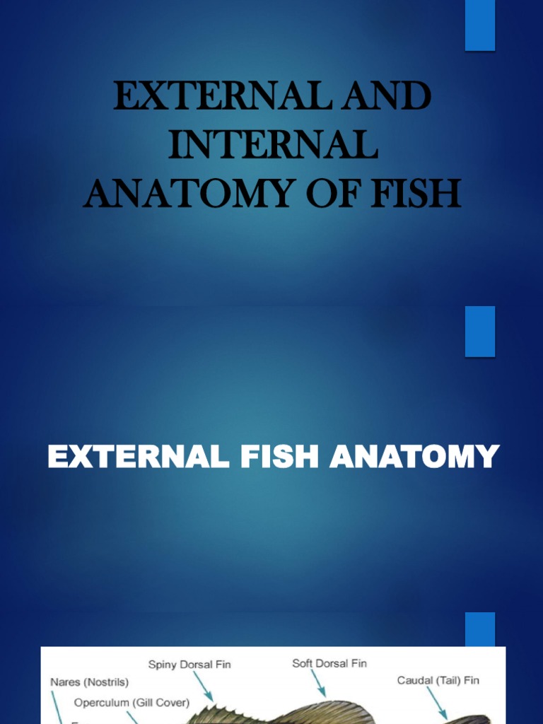 External and Internal Anatomy of Fish | PDF | Fish | Senses