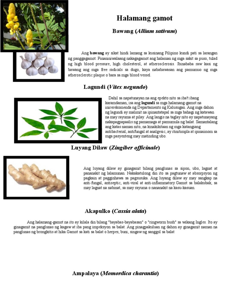 Halamang Gamot Ago | PDF