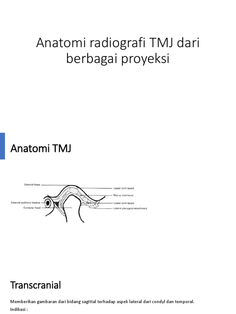 Anatomi Radiologi | PDF