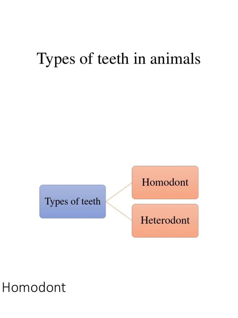 Types of Teeth in Animals | PDF