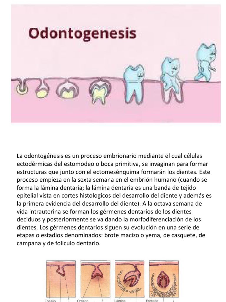 Odontogenesis y Nomenclatura | PDF | Diente | Epitelio