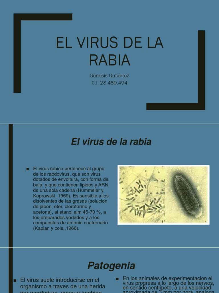 Presentación El Virus de La Rabia | PDF | Rabia | Organismos
