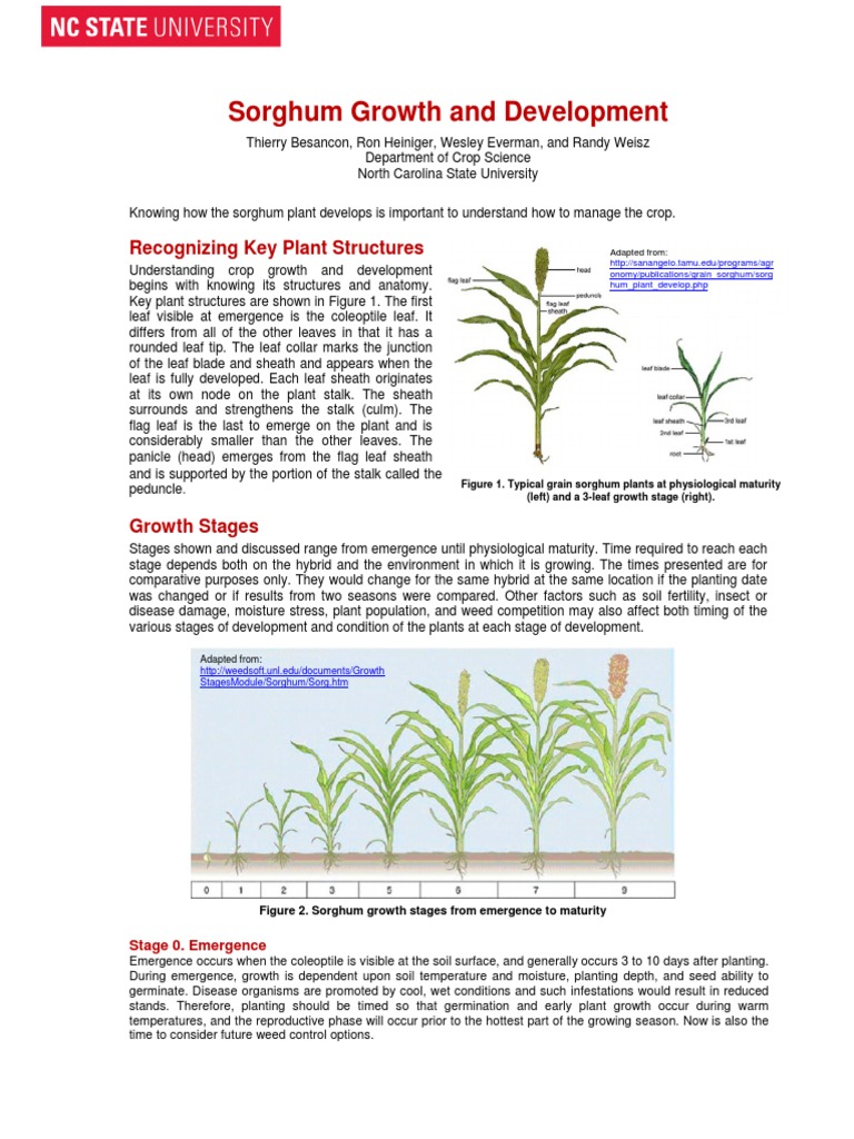 Sorghum Growth and Development - NCSUv2 | PDF | Plants | Leaf