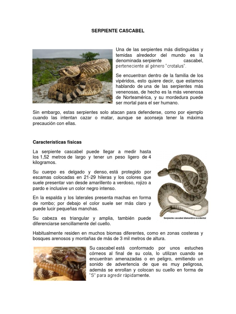 Serpiente Cascabel | PDF | Serpiente | Organismos