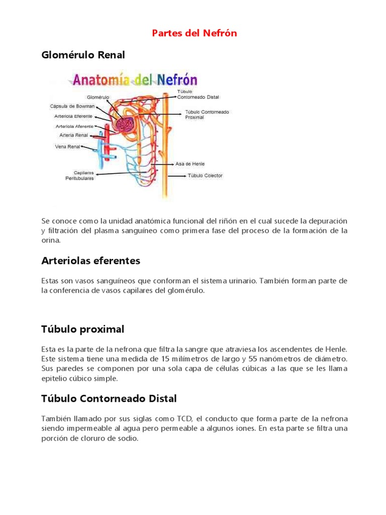 Partes y Estructura del Nefrón | PDF